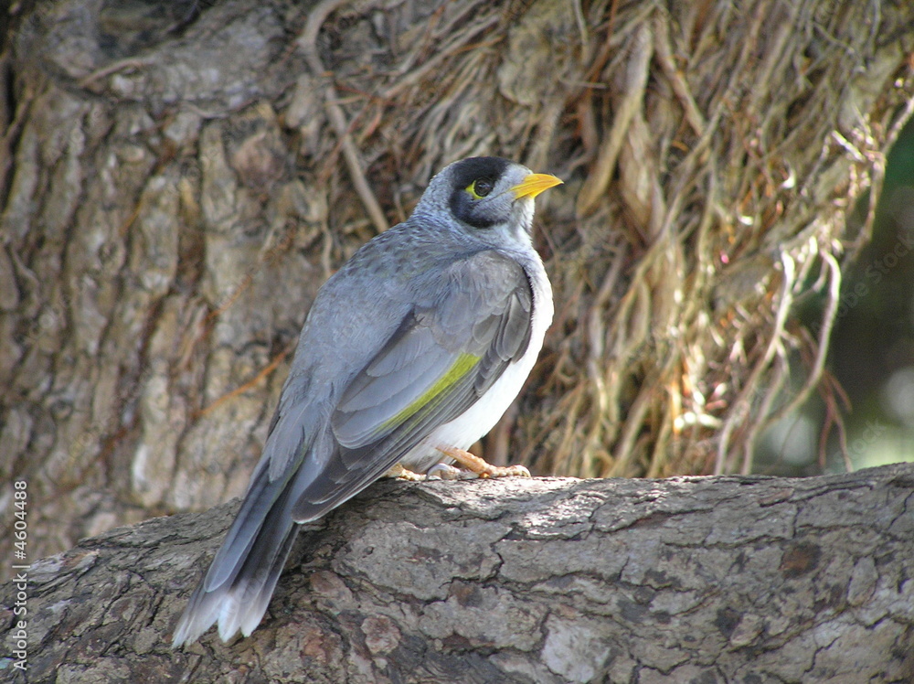 Mina Bird Stock Photo | Adobe Stock