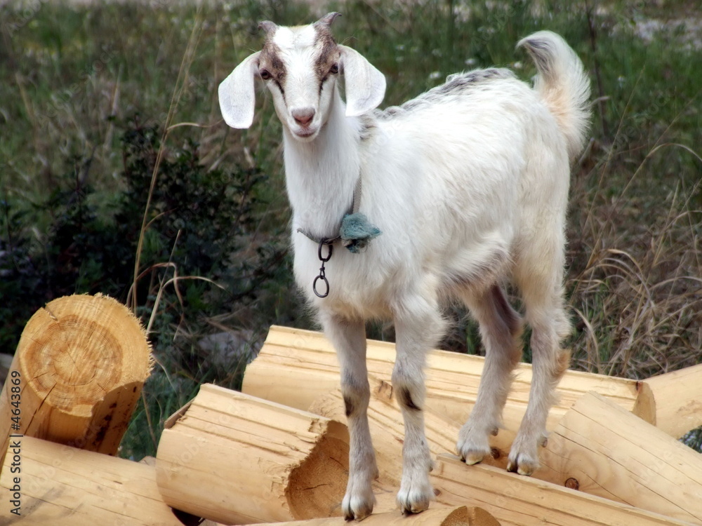 Goat kid Stock Photo | Adobe Stock