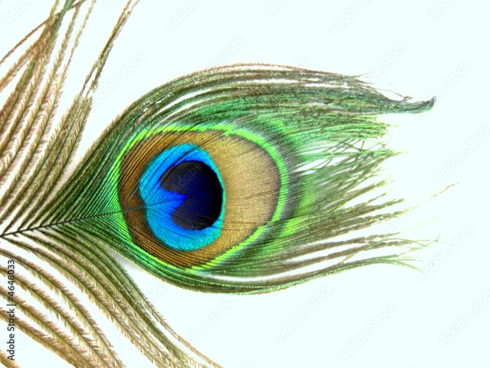 Pfauenfeder Stock-Foto | Adobe Stock