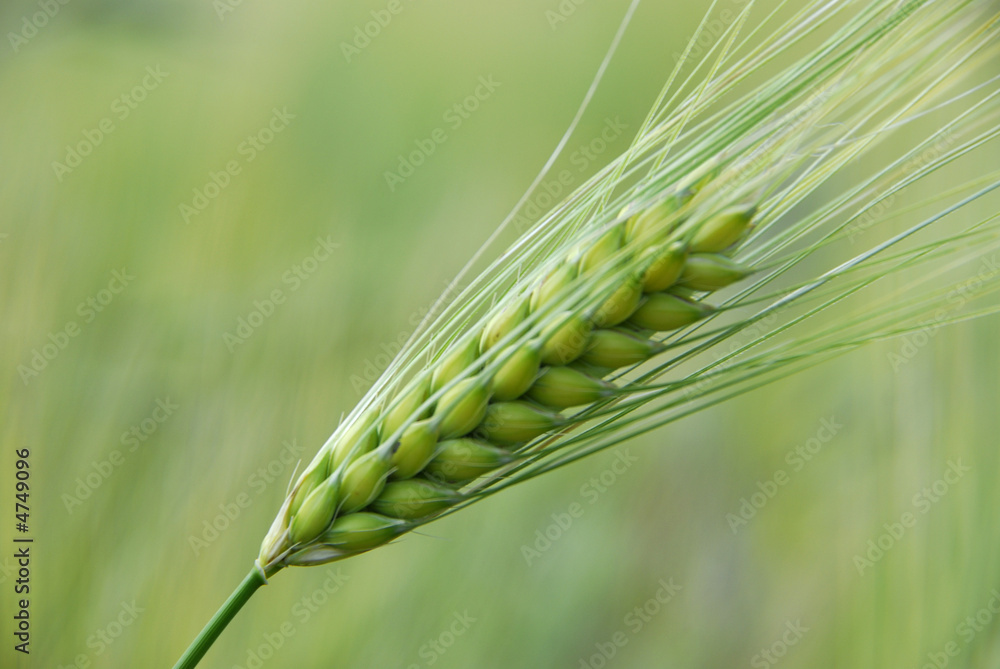 espiga de cebada foto de Stock | Adobe Stock