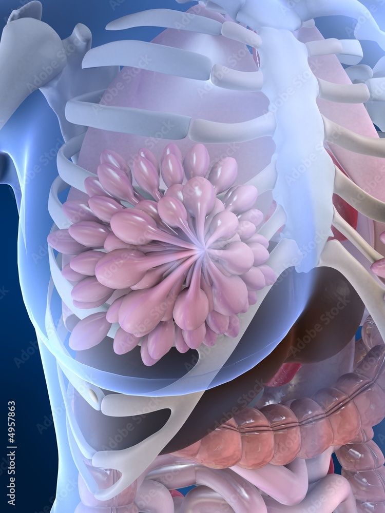 anatomie der weiblichen brust Stock Illustration | Adobe Stock