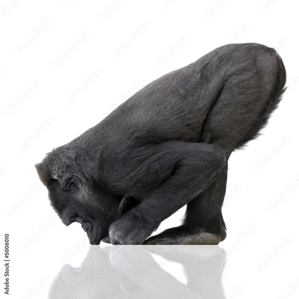 Young Silverback Gorilla Stock Photo | Adobe Stock