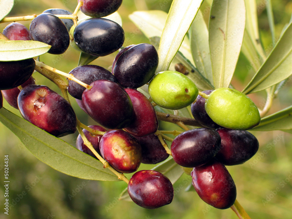 Oliven Stock-Foto | Adobe Stock