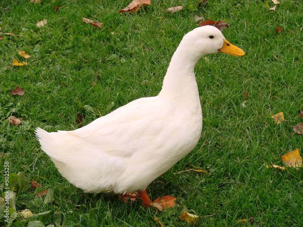 Canard domestique Photos | Adobe Stock