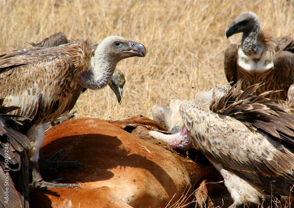 Geier Stock Photo | Adobe Stock