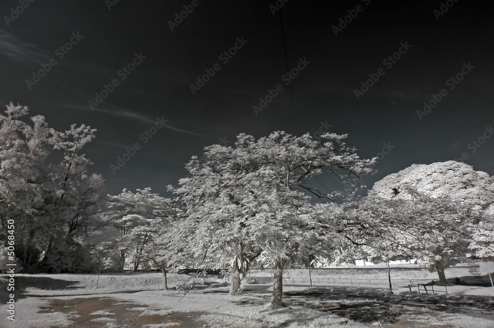 Infrared photo- skies, nature and tree in the parks Stock Photo | Adobe ...