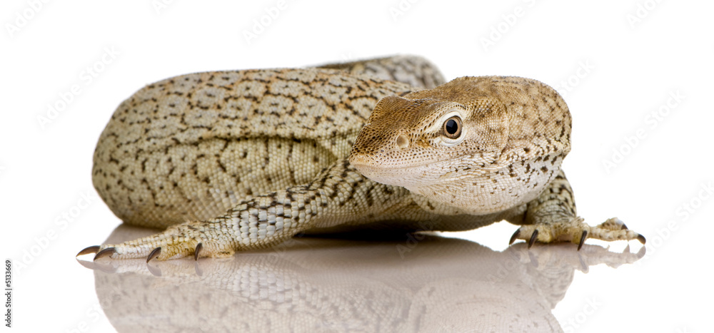 Monitor lizard - Freckled Monitor - Varanus tristis orientalis Stock ...