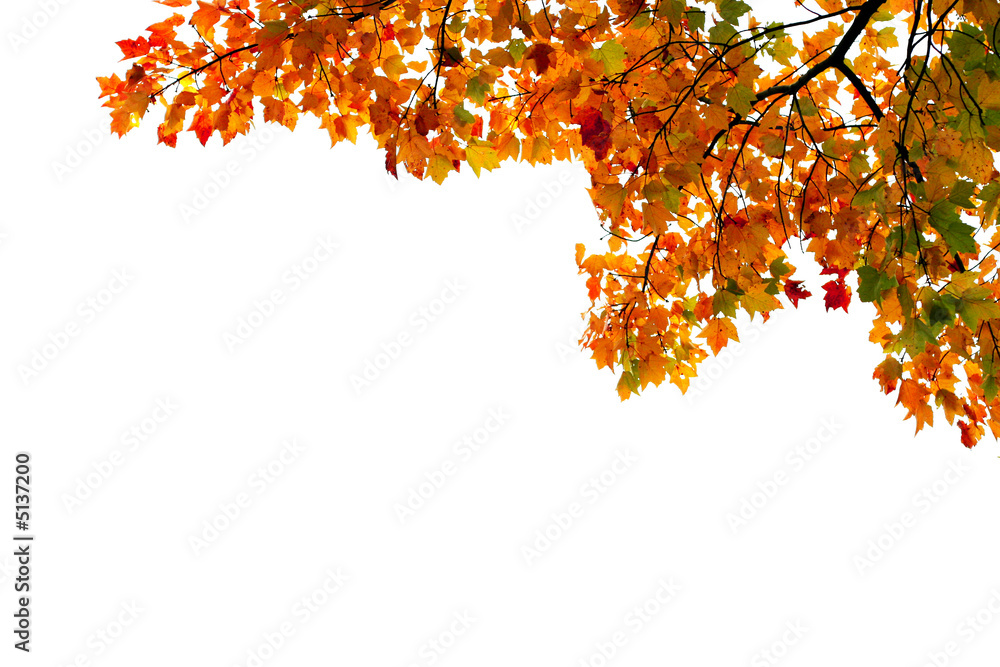 Autumn leaves as corner border against white Stock Photo | Adobe Stock