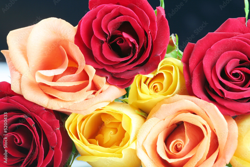Red, yellow and peach colored roses on black background. Stock Photo ...