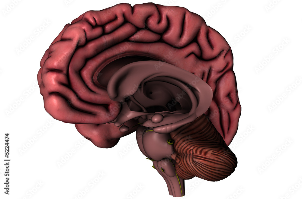 Human brain sagittal view with deep brain structures Stock Illustration ...