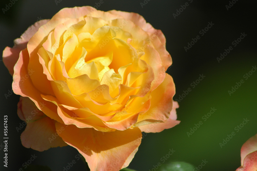 rosa amarilla Stock Photo | Adobe Stock