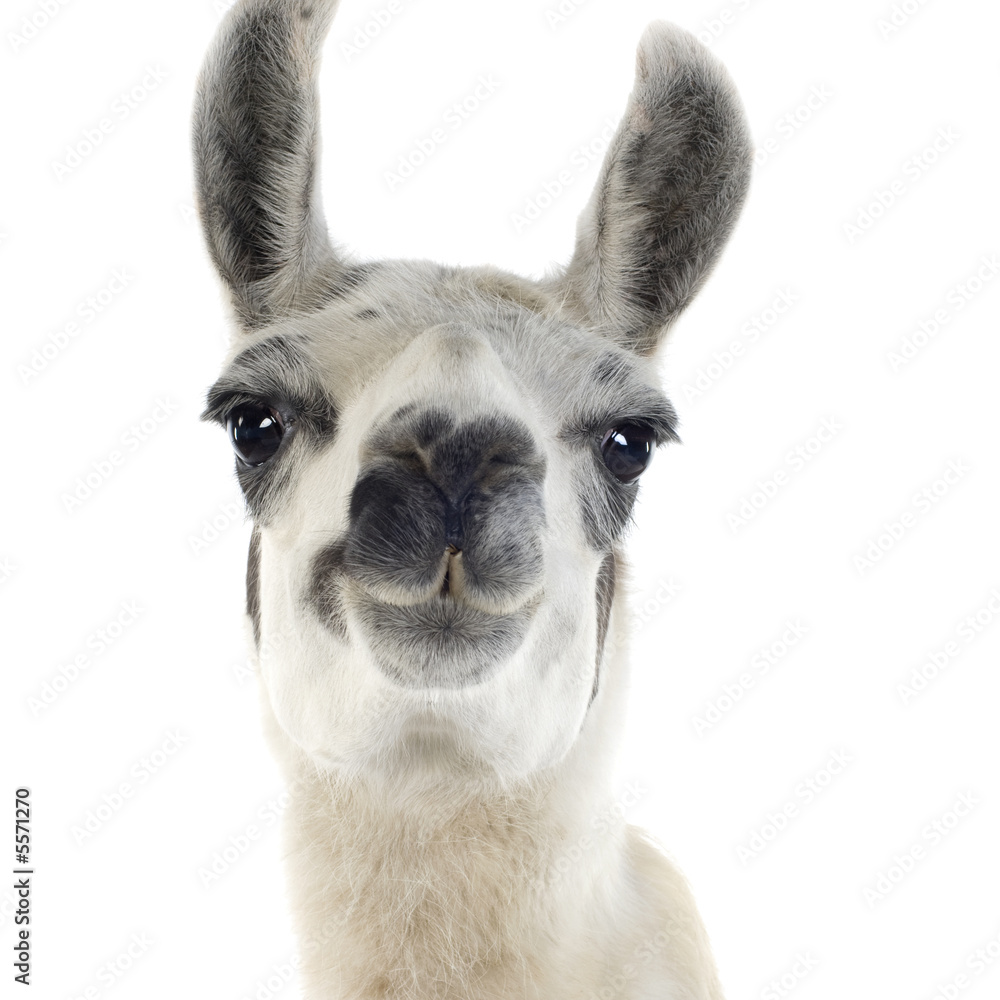 Lama - Lama glama Stock Photo | Adobe Stock