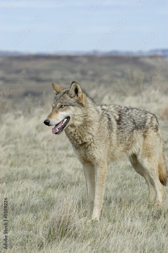South Dakota Wolf