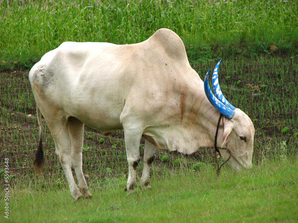 Indian Bull Stock Photo | Adobe Stock