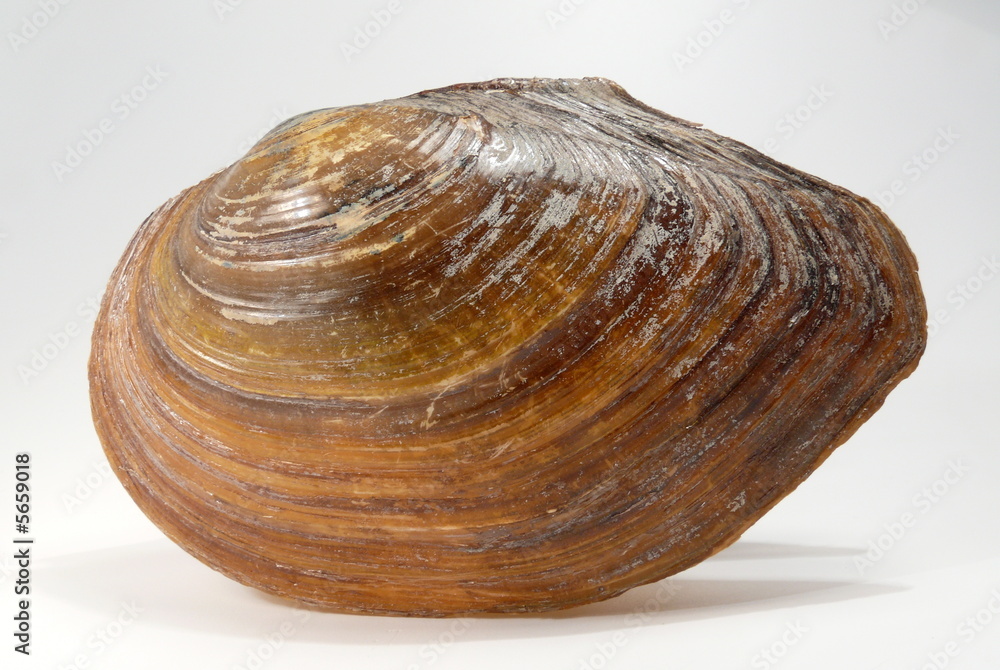 Muschel Stock Photo | Adobe Stock