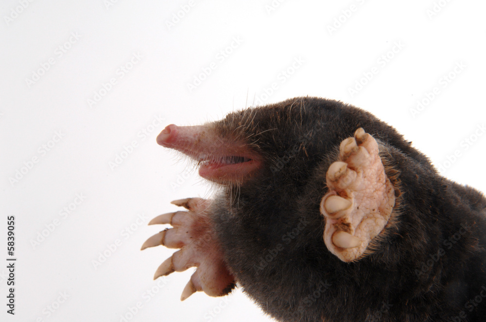 townsends mole left facing profile half body Stock Photo | Adobe Stock