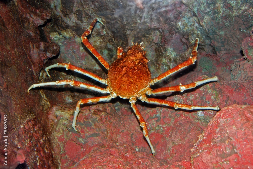 spider crab in the aquariums ภาพถ่ายสต็อก | Adobe Stock