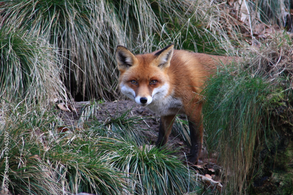 fuchs Stock Photo | Adobe Stock