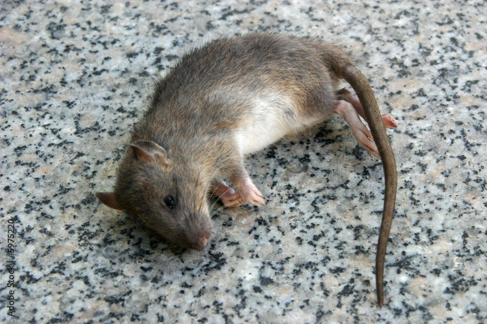 Tote Ratte Stock-Foto | Adobe Stock
