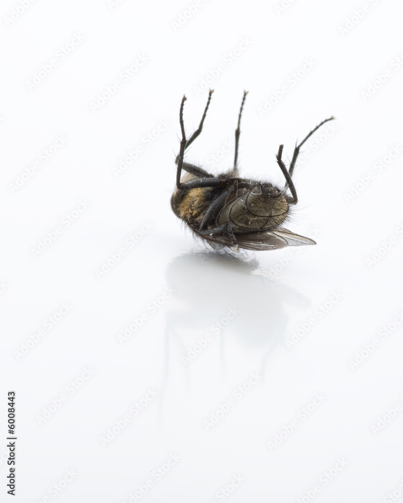 Tote Fliege mit Spiegelung auf weiss Stock-Foto | Adobe Stock