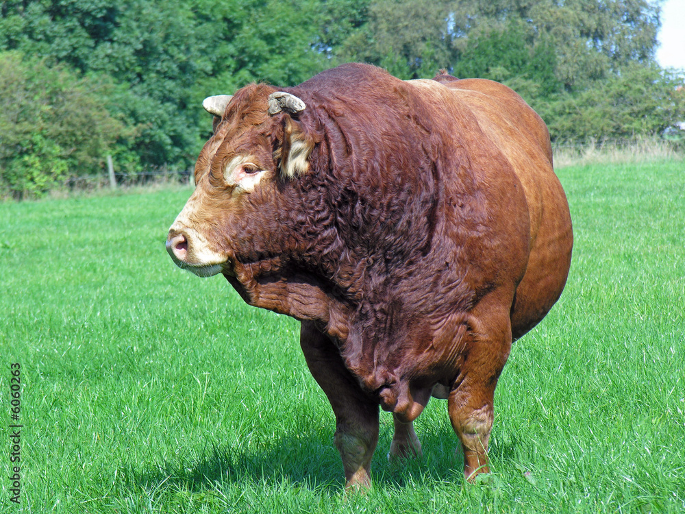 LIMOUSINE BULL Stock Photo | Adobe Stock