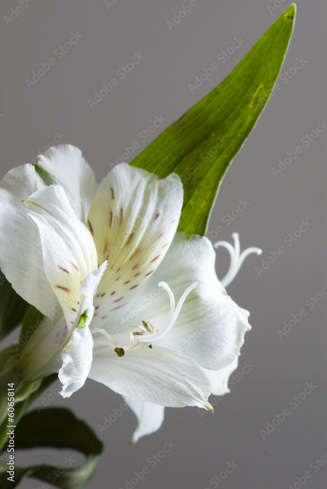 ASTROMERIA BEAUTY FLOWER Photos | Adobe Stock