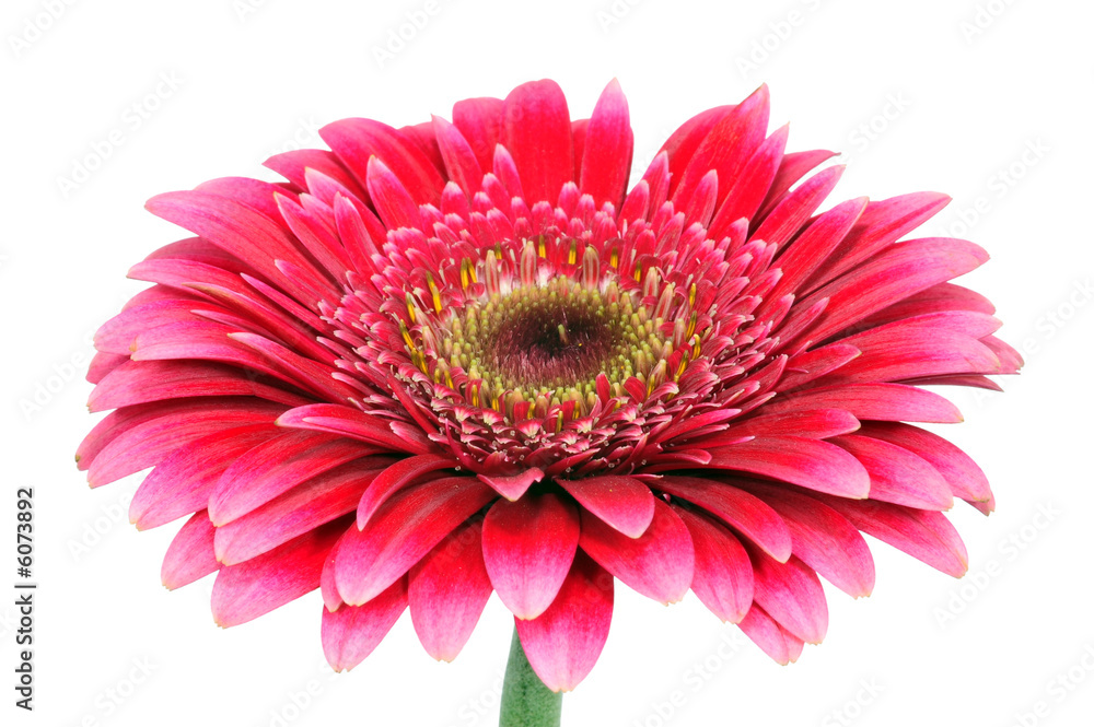 Blume Stock-Foto | Adobe Stock