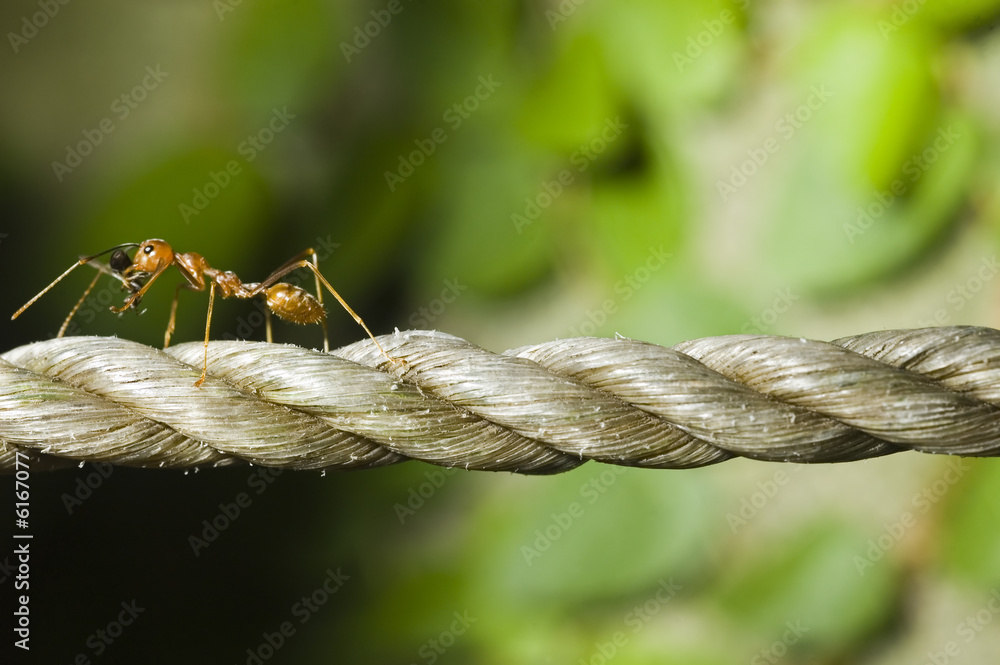 Ant Stock Photo | Adobe Stock