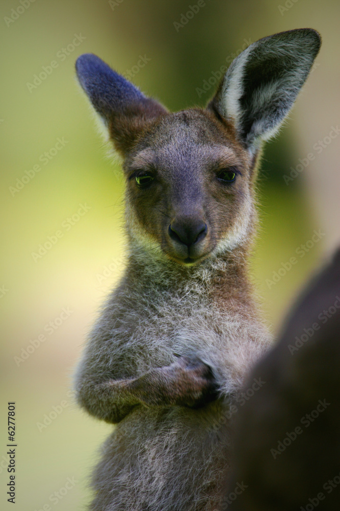 Australian Kangaroo Stock Photo | Adobe Stock