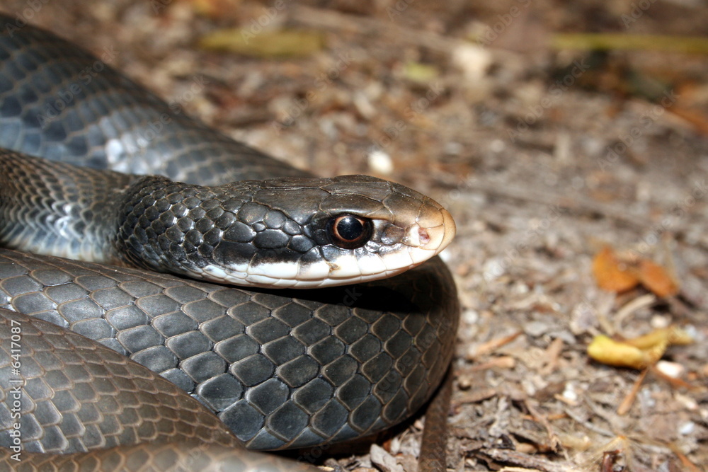 Southern Black Racer