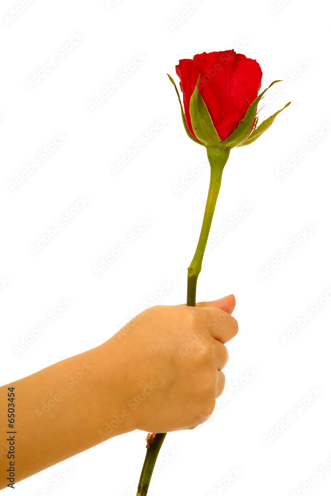Child holding rose flower in hand on white background Stock Photo ...