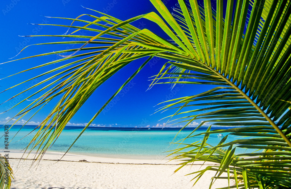 plage et palmier Stock Photo | Adobe Stock