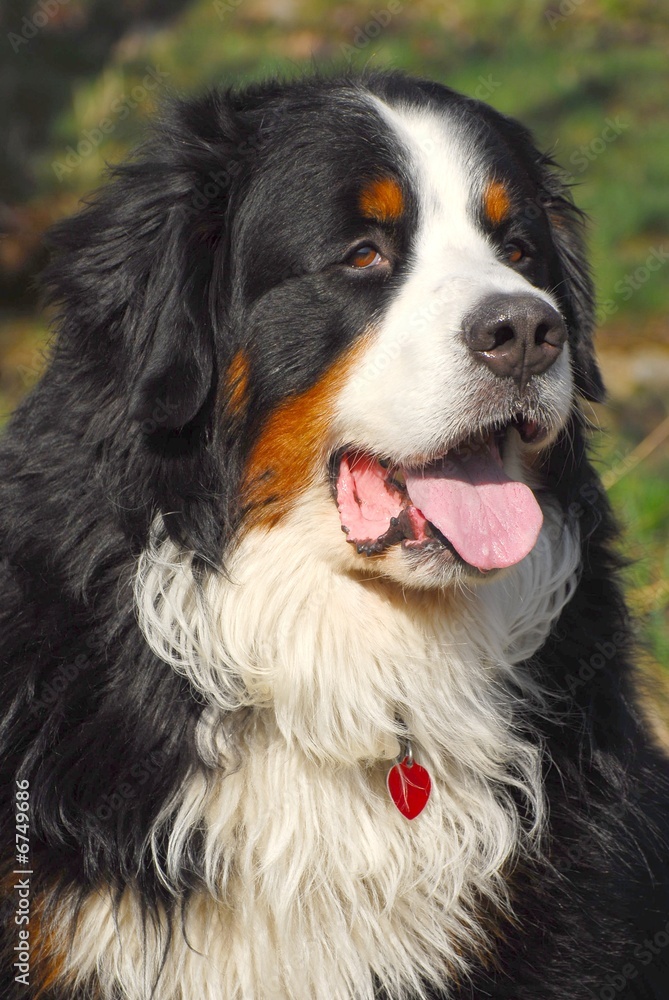 bouvier bernois Stock Photo | Adobe Stock