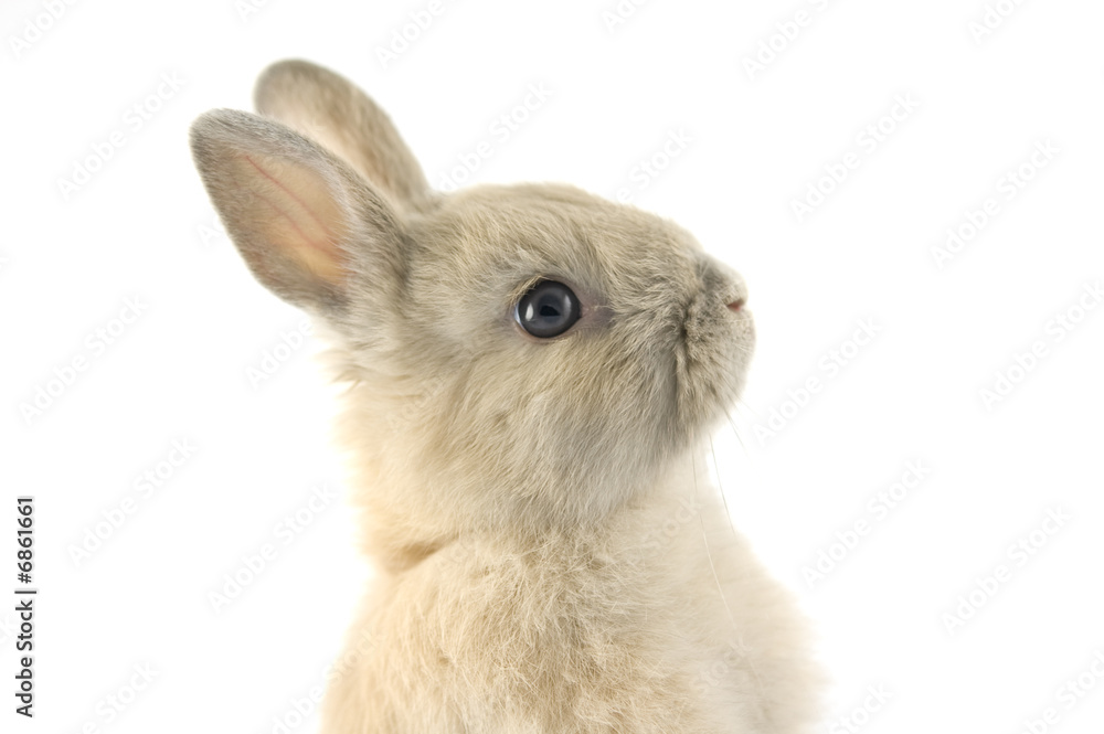 Cute Baby Dwarf Rabbits