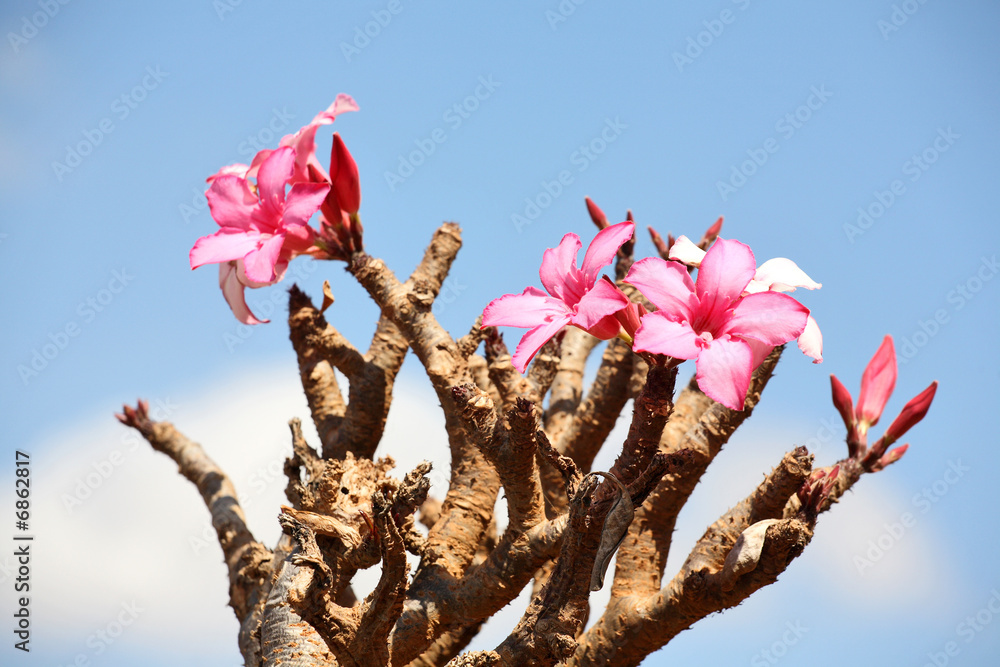 Bottle tree - adenium obesum – endemic tree of Socotra Island Stock ...
