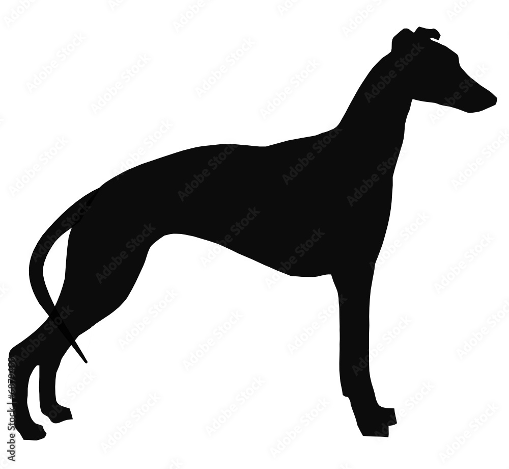 galgo vector de Stock | Adobe Stock