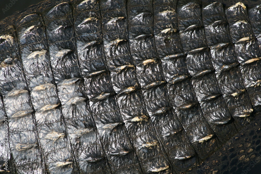 alligator scales Stock Photo | Adobe Stock