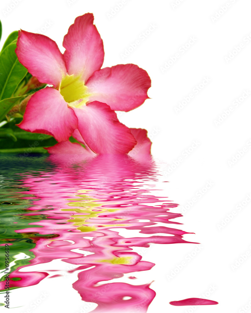 reflet de la rose du désert - fleur exotique Stock Photo | Adobe Stock