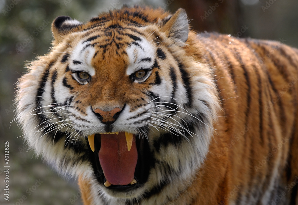 angry tiger Stock Photo | Adobe Stock