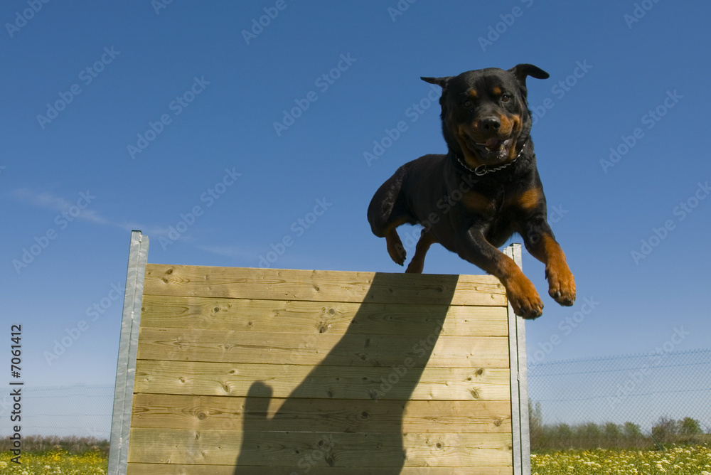 jumping rottweiler Stock-Foto | Adobe Stock