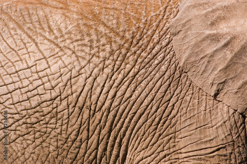 Elephant skin detail. Stock Photo | Adobe Stock
