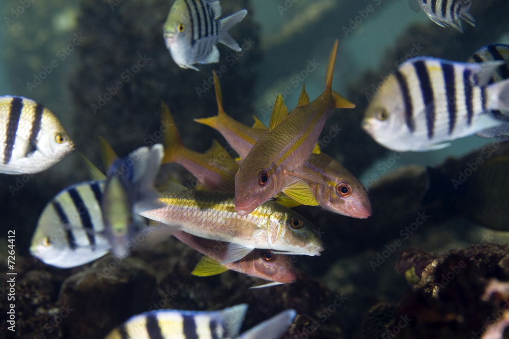 indo-pacific sergeant and Yellowtail snapper Stock Photo | Adobe Stock