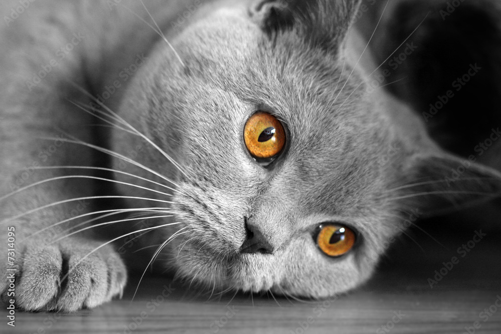 cat eye Stock-Foto | Adobe Stock