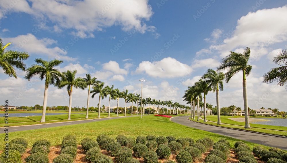 Two way street lined with tall palm trees Stock Photo | Adobe Stock