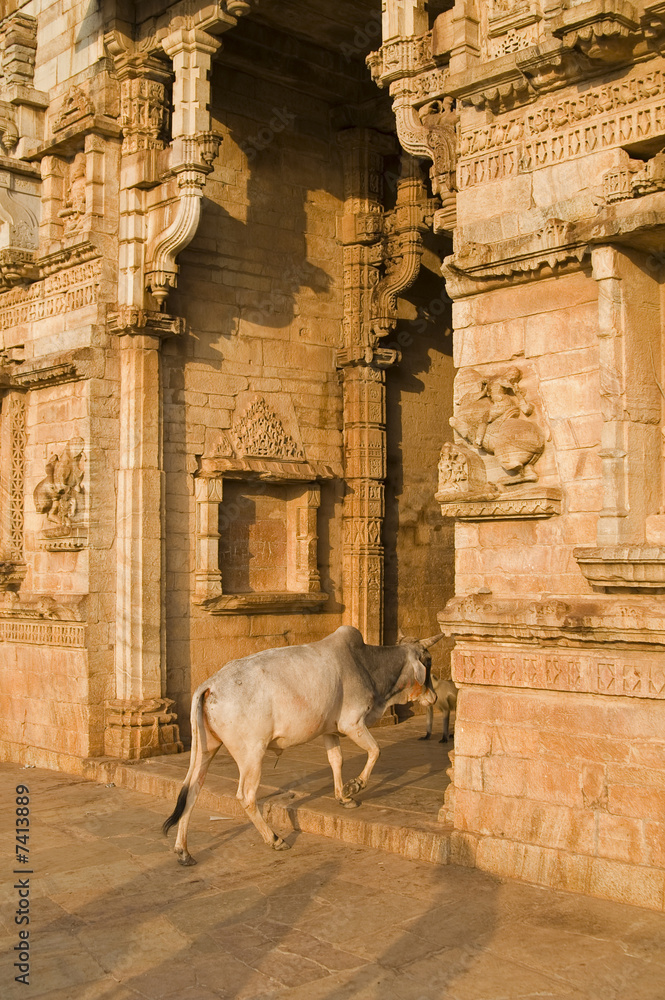 Holy Cow Entering Hindu Temple Stock Photo | Adobe Stock