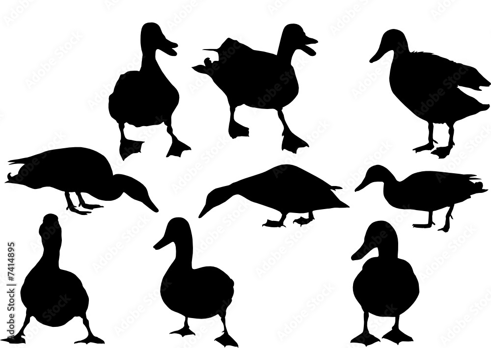 mallard duck silhouettes Stock Vector | Adobe Stock