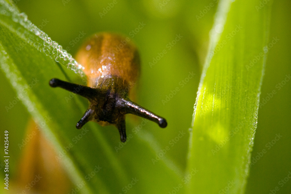 limace jardin escargot insecte bave herbe macro parasite Stock Photo ...