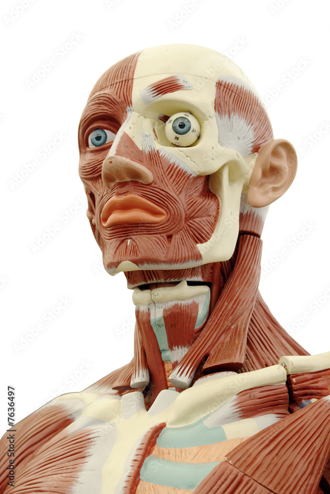 Human anatomy - structure of head muscles and tendons Stock Photo ...