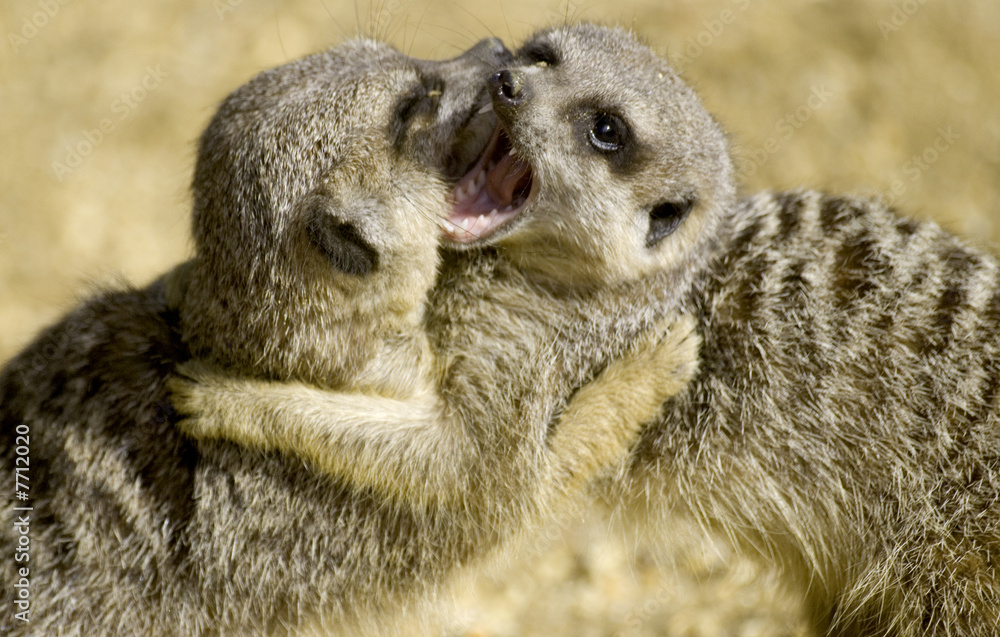 Meerkats Hugging