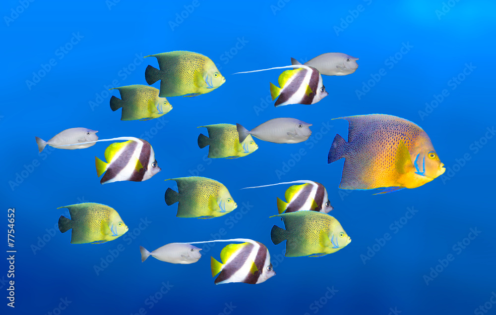 Leadership concept - big fish leading school of tropical fishes Stock ...